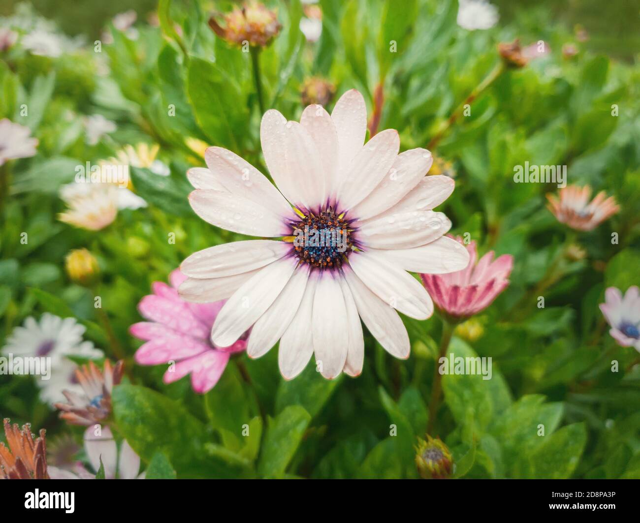 Flo symbol hi-res stock photography and images - Alamy