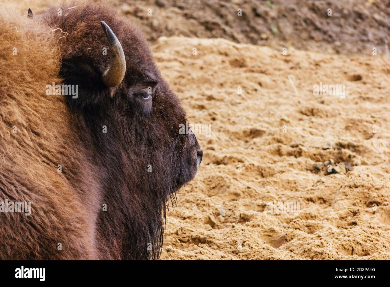 portrait of the head of the bison horned eyes fluffy Stock Photo - Alamy