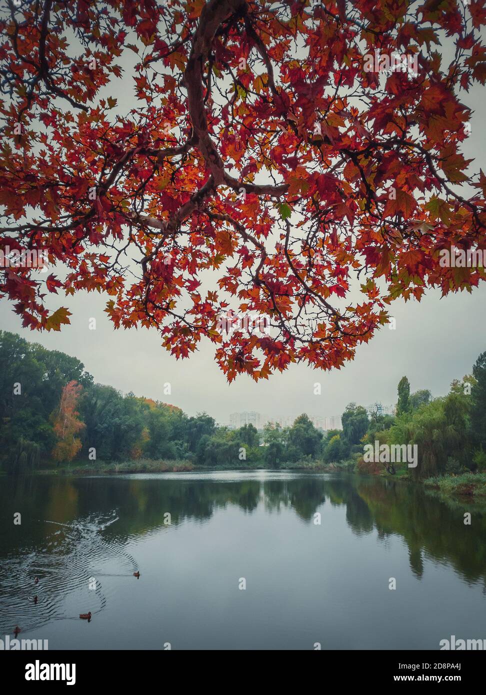 Maple tree landscape nature hi-res stock photography and images - Alamy