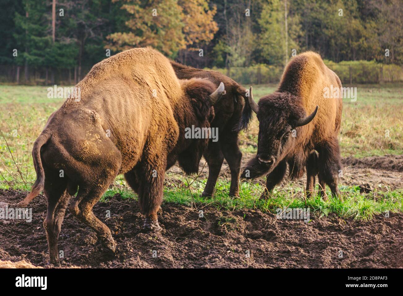 Fight bison in the wild powerful horn attack mating dirty grass Stock ...