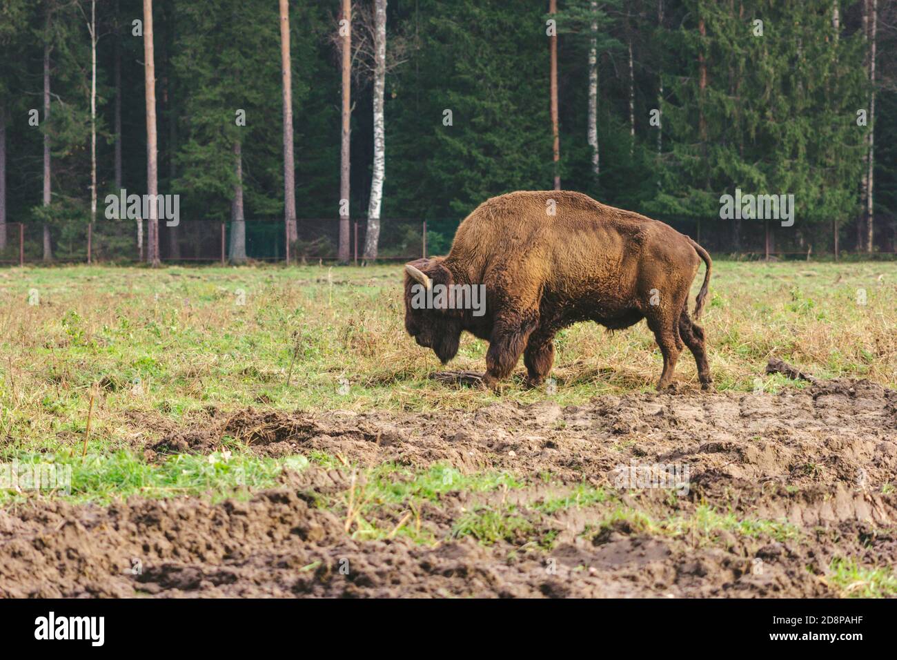 wild bison on grazing pinches grass hump and powerful horns art filter ...