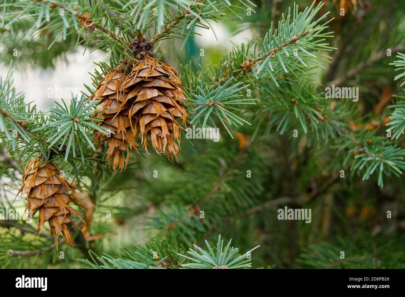Douglas fir, pseudotsuga menziesii, coniferous tree, cones on branches ...