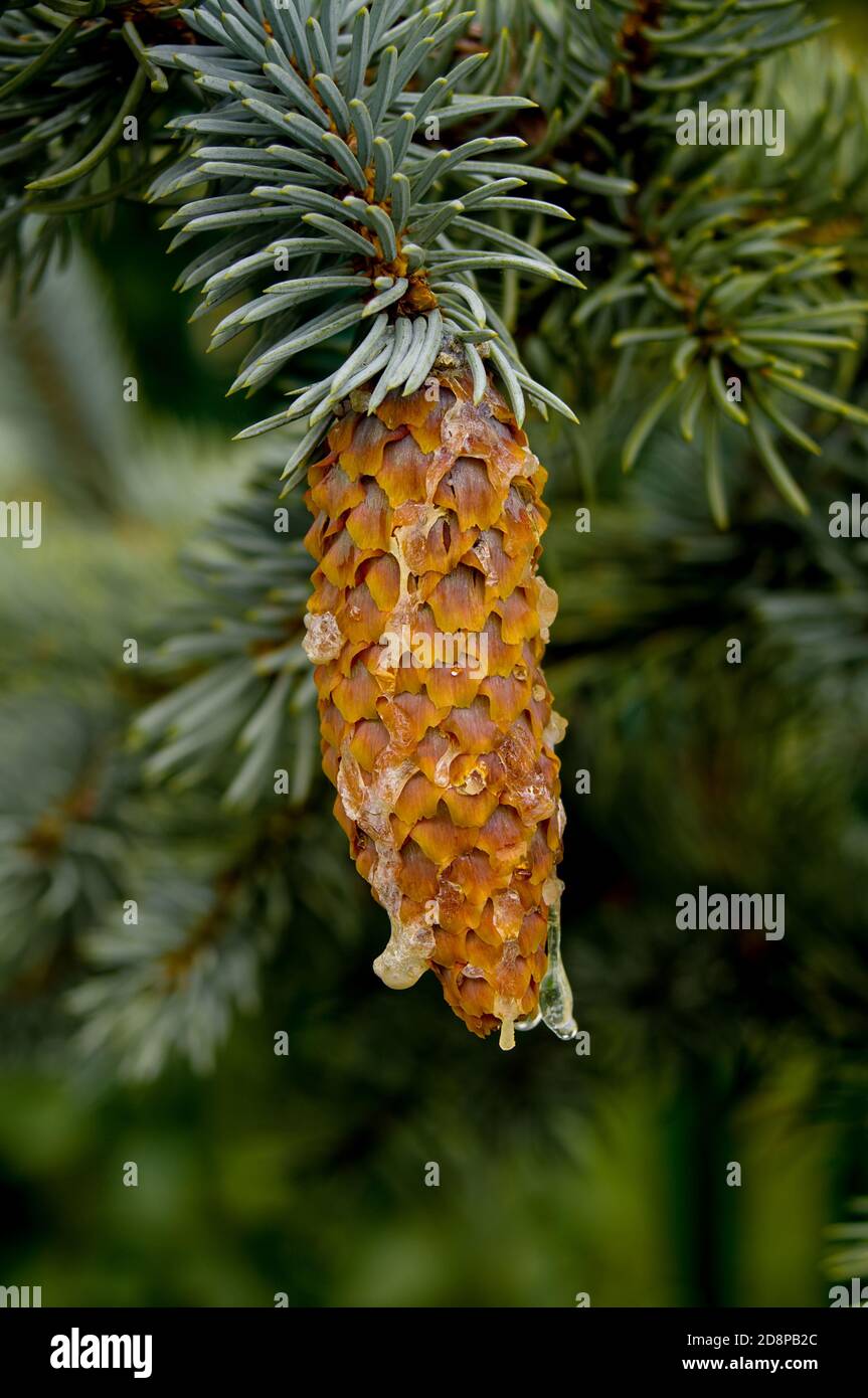 brown long conifer cones with drops of resin on the tree branches Stock ...