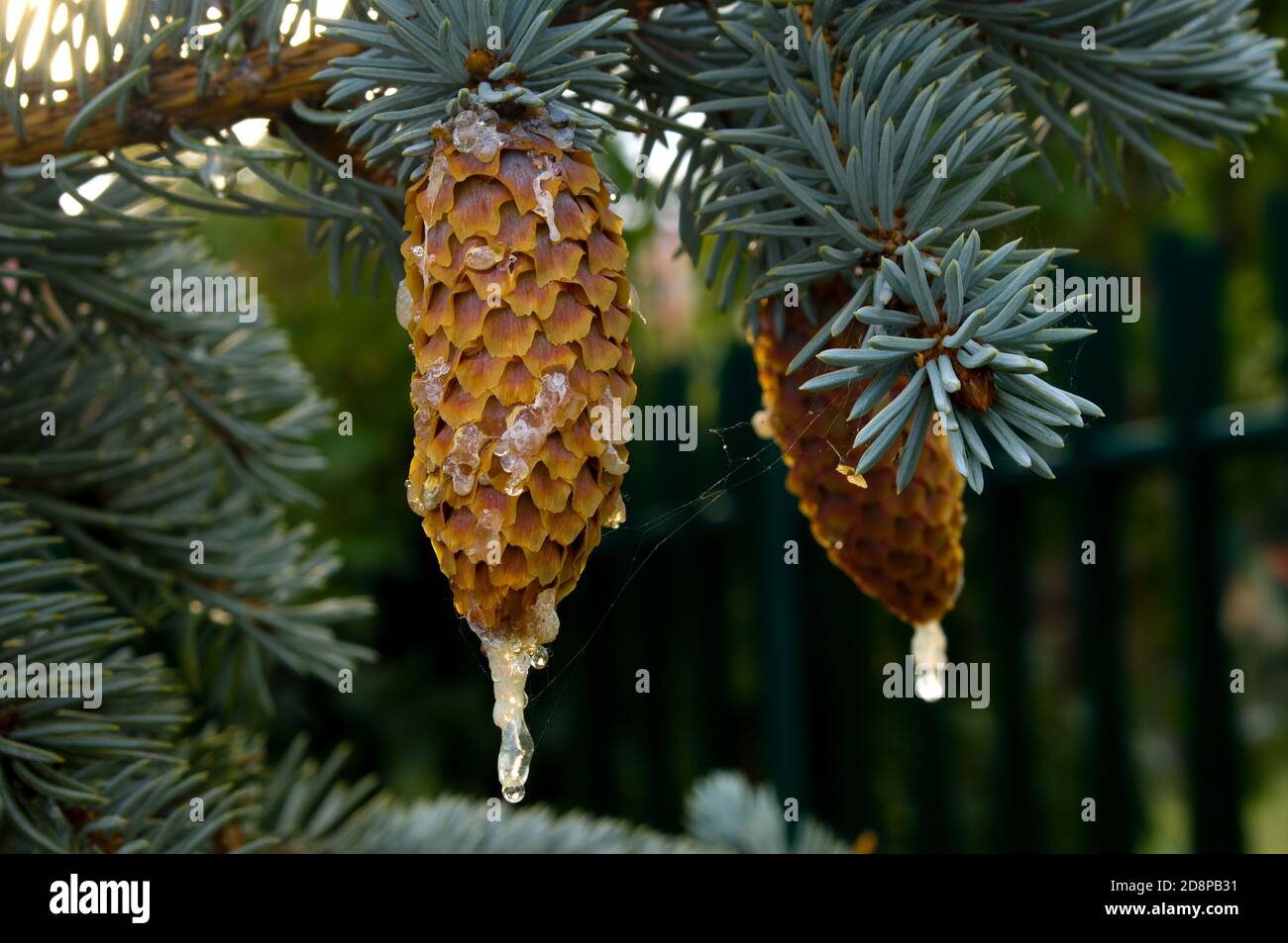 brown long conifer cones with drops of resin on the tree branches Stock ...