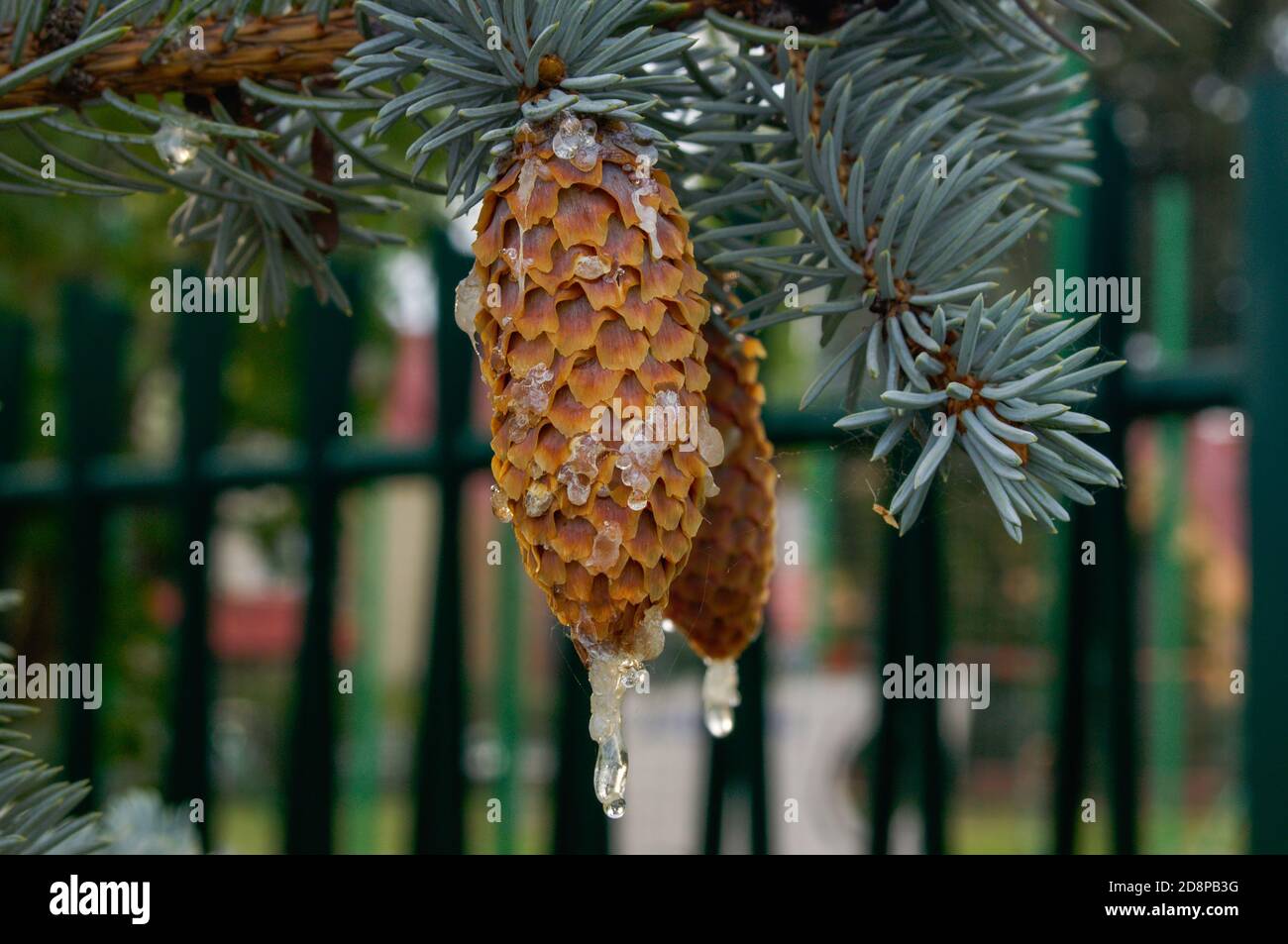 brown long conifer cones with drops of resin on the tree branches Stock ...