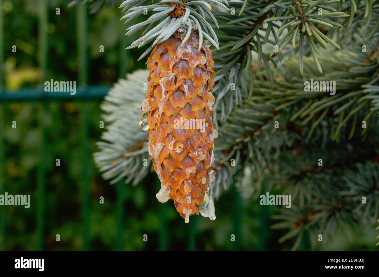 Long pine cones hi-res stock photography and images - Alamy