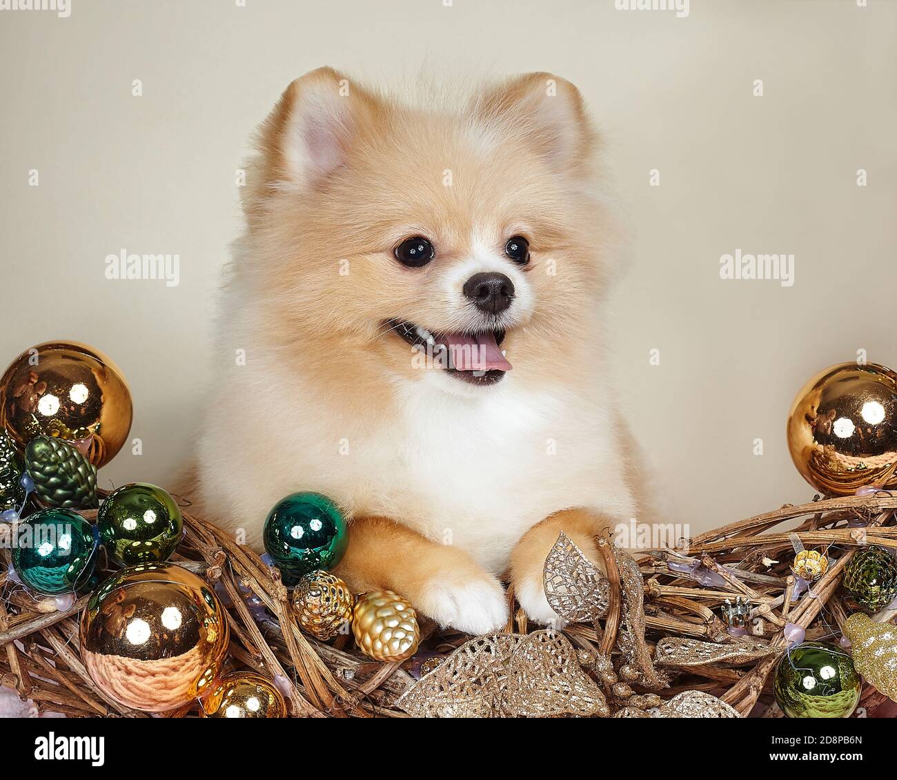 cute pomeranian puppy in christmas attributes Stock Photo - Alamy
