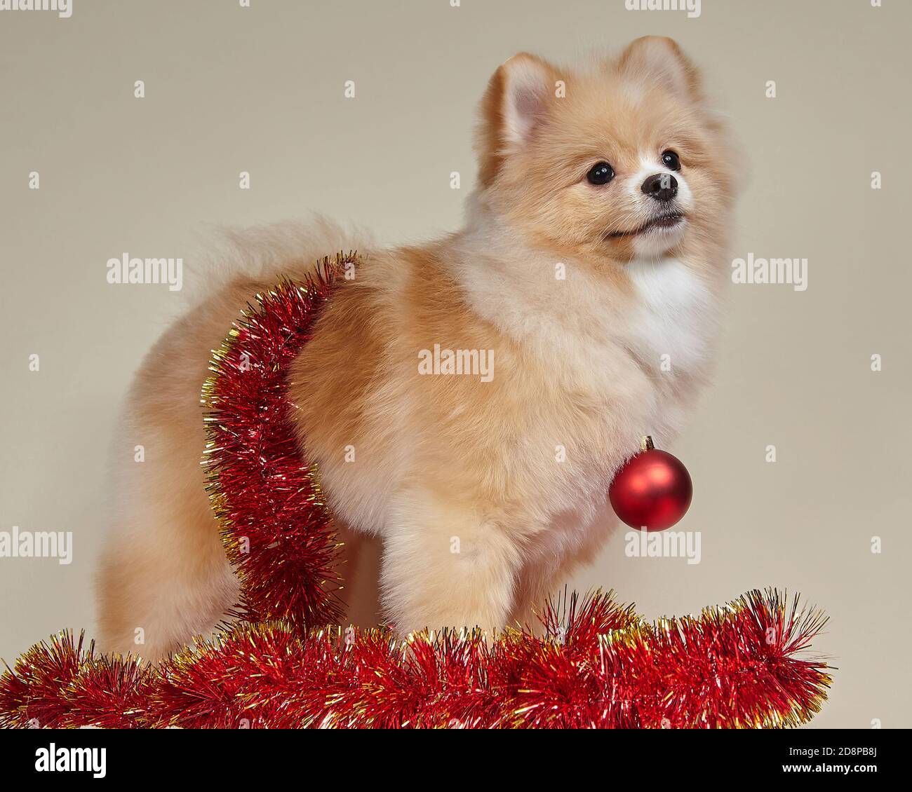 cute pomeranian with christmas tree toy Stock Photo - Alamy