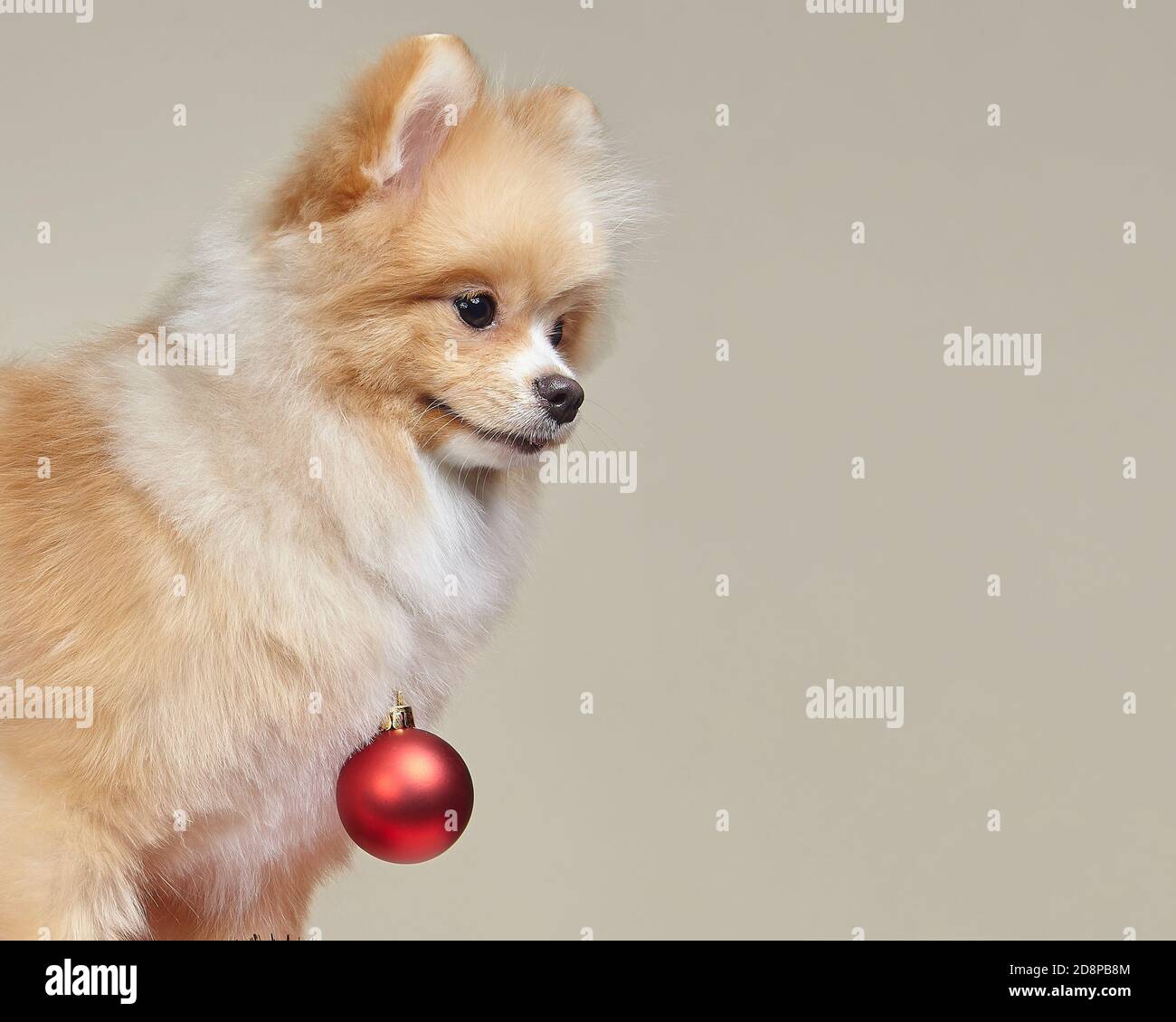 cute pomeranian with christmas tree toy Stock Photo - Alamy