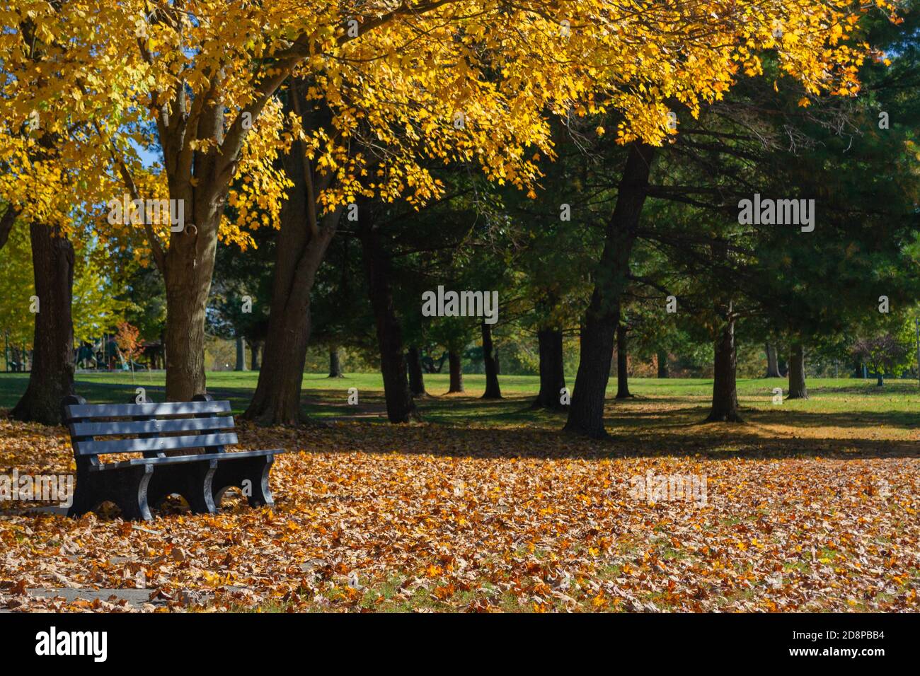 Park Bench under a colorful tree at Jackson Park Stock Photo - Alamy