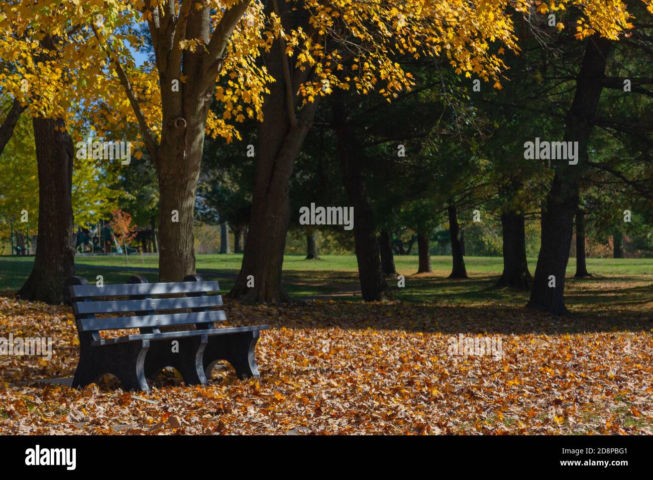 Park Bench under a colorful tree at Jackson Park Stock Photo - Alamy