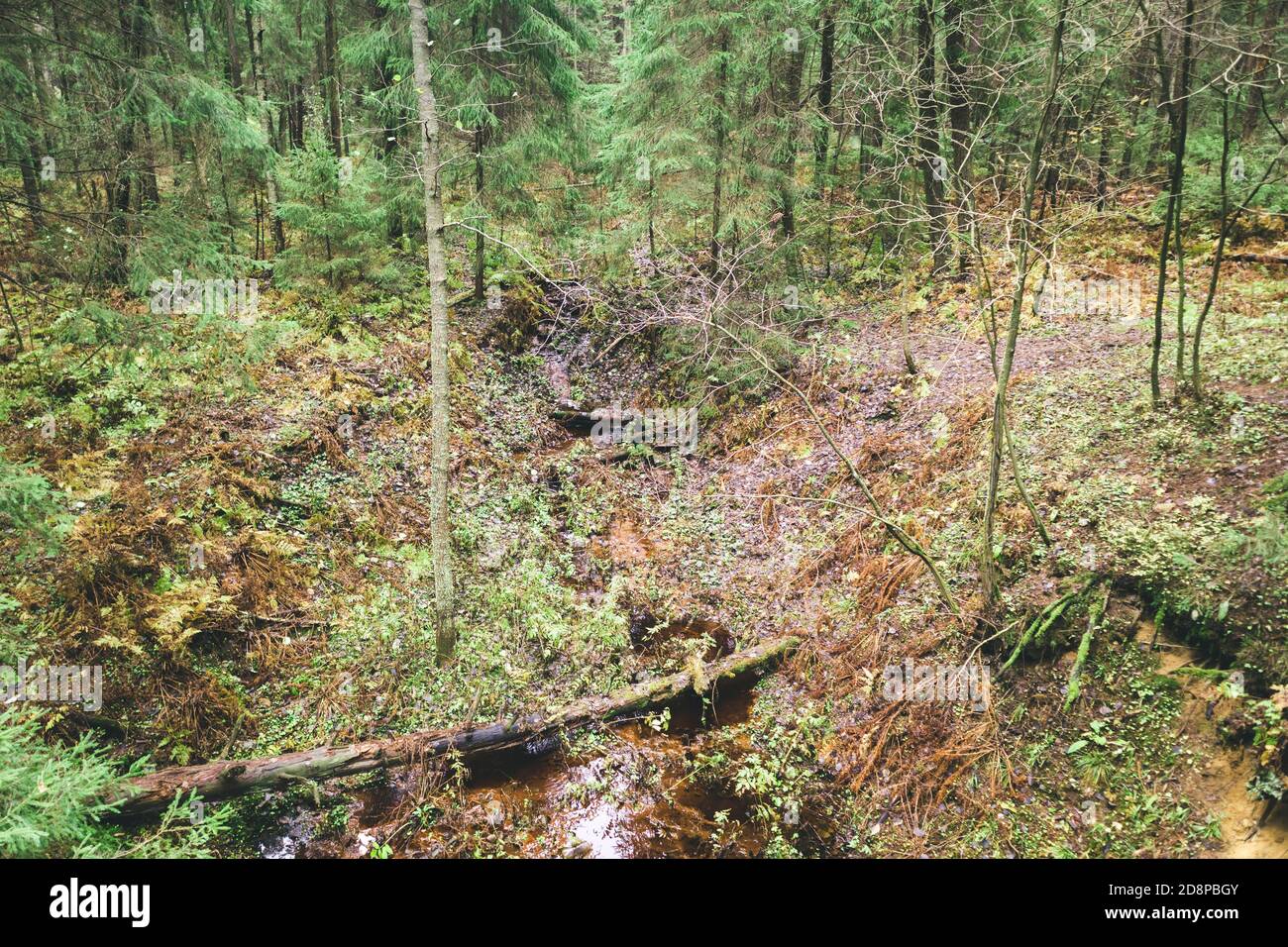 Wild Northern Jungle Forest trees cold stream landscape travel Stock ...