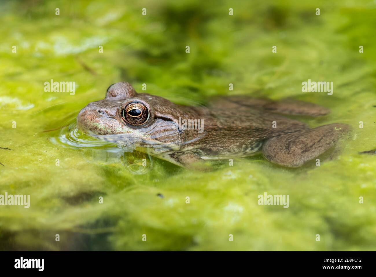 Green frog (Rana clamitans), pond with algae, E USA, by Dominique Braud ...