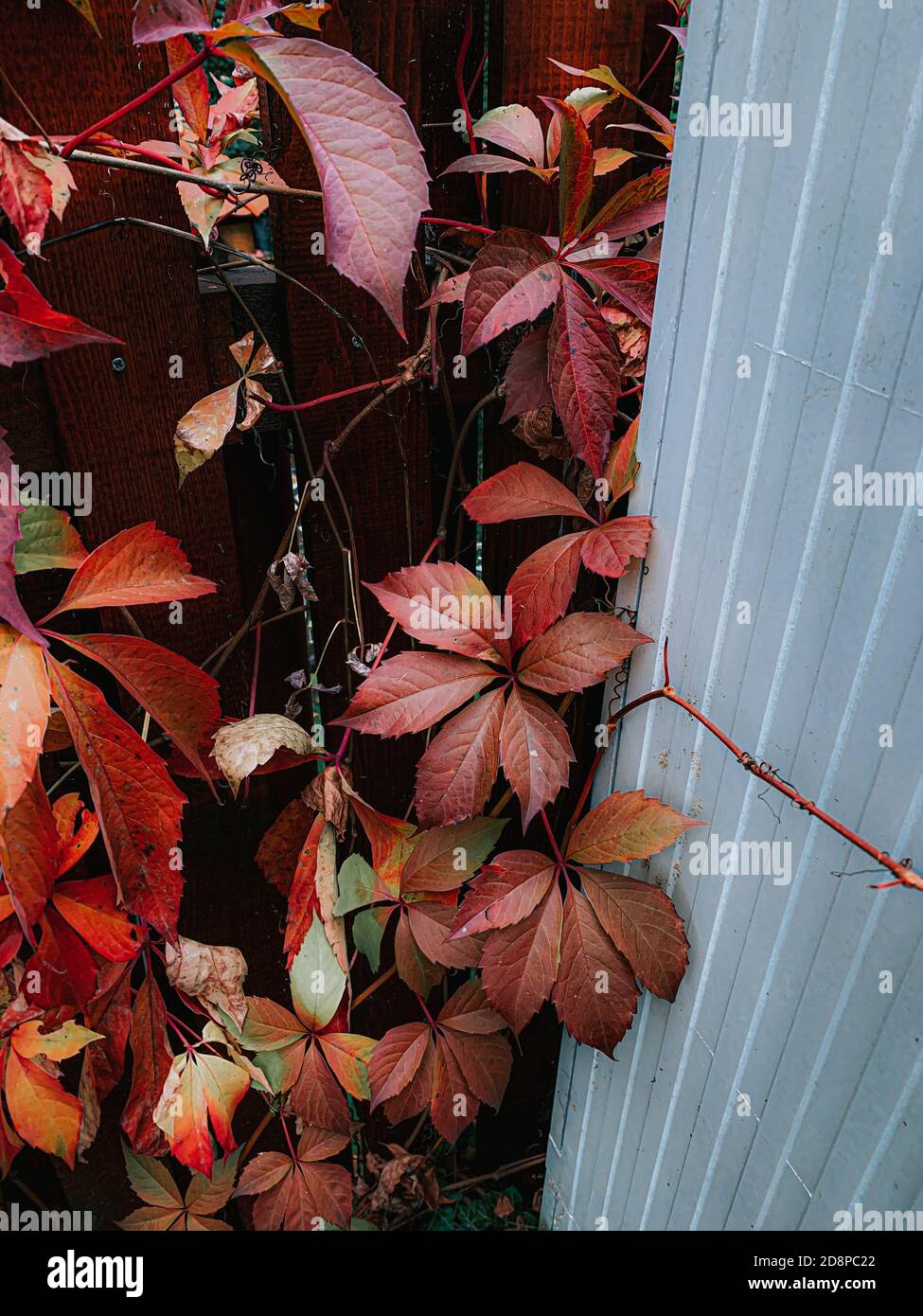 Vertical closeup shot of maple leaves Stock Photo - Alamy