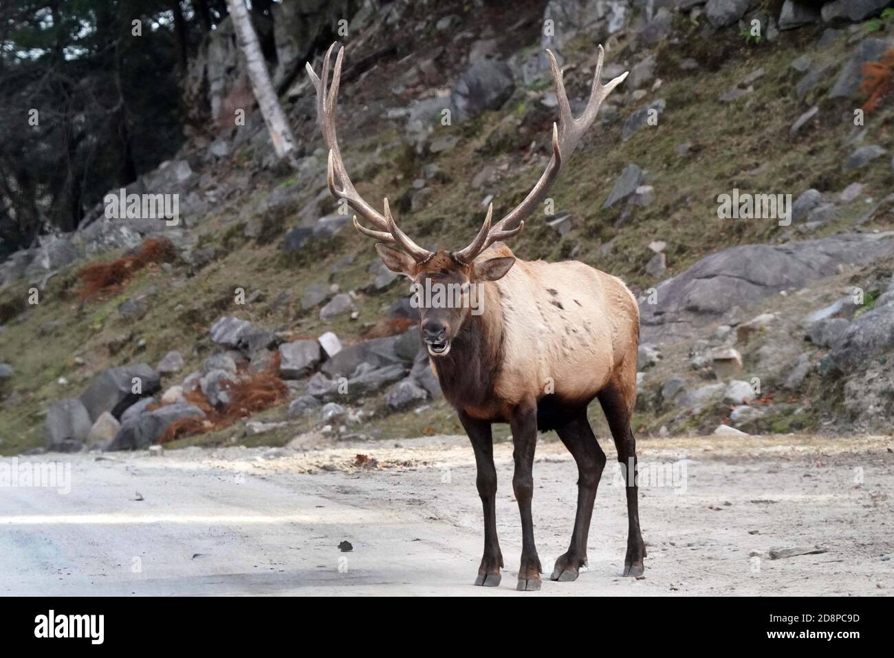 Bull Elk in wildlife park Stock Photo - Alamy