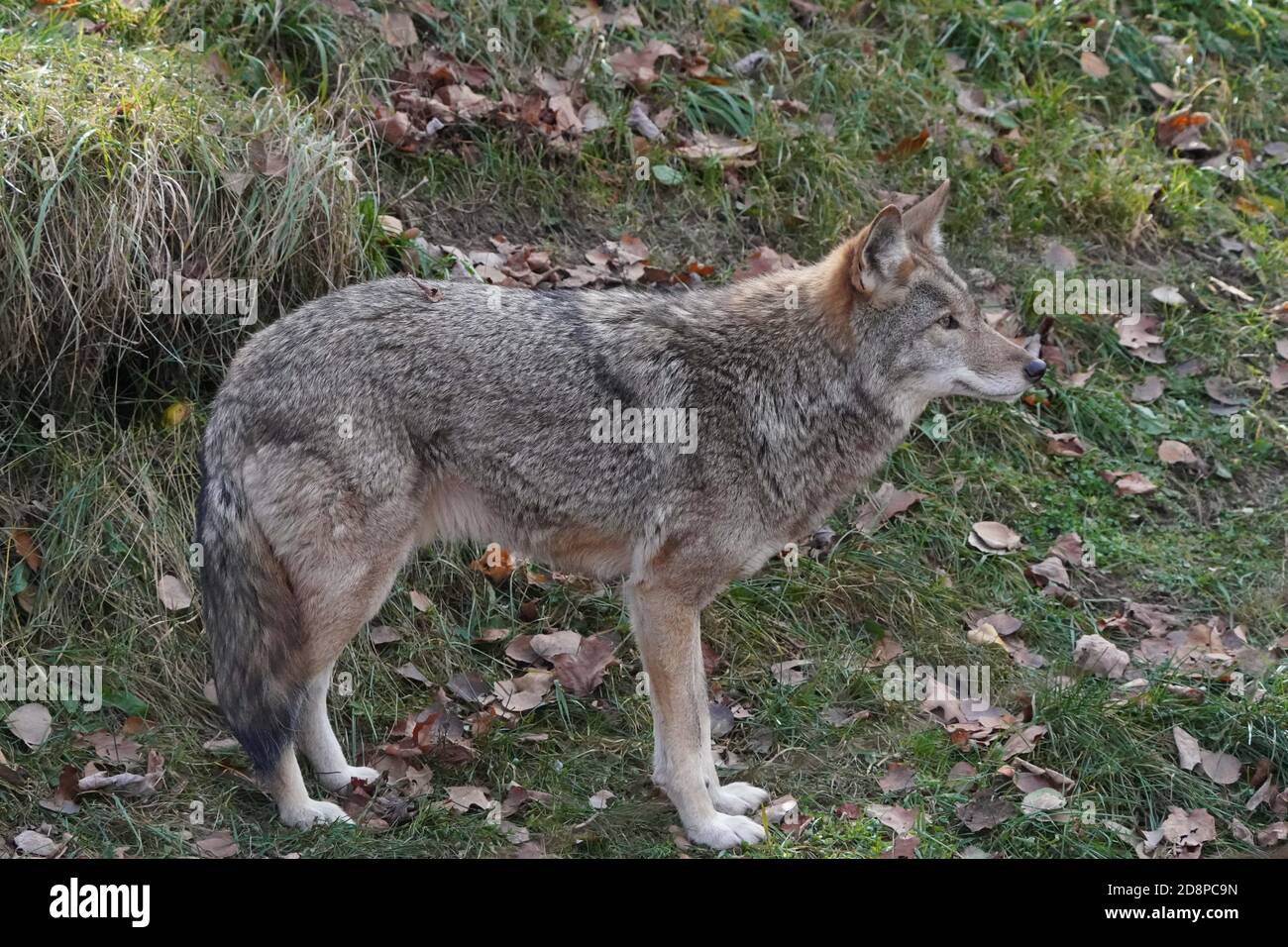 Coyotes in fall scenic Northern Quebec Stock Photo - Alamy