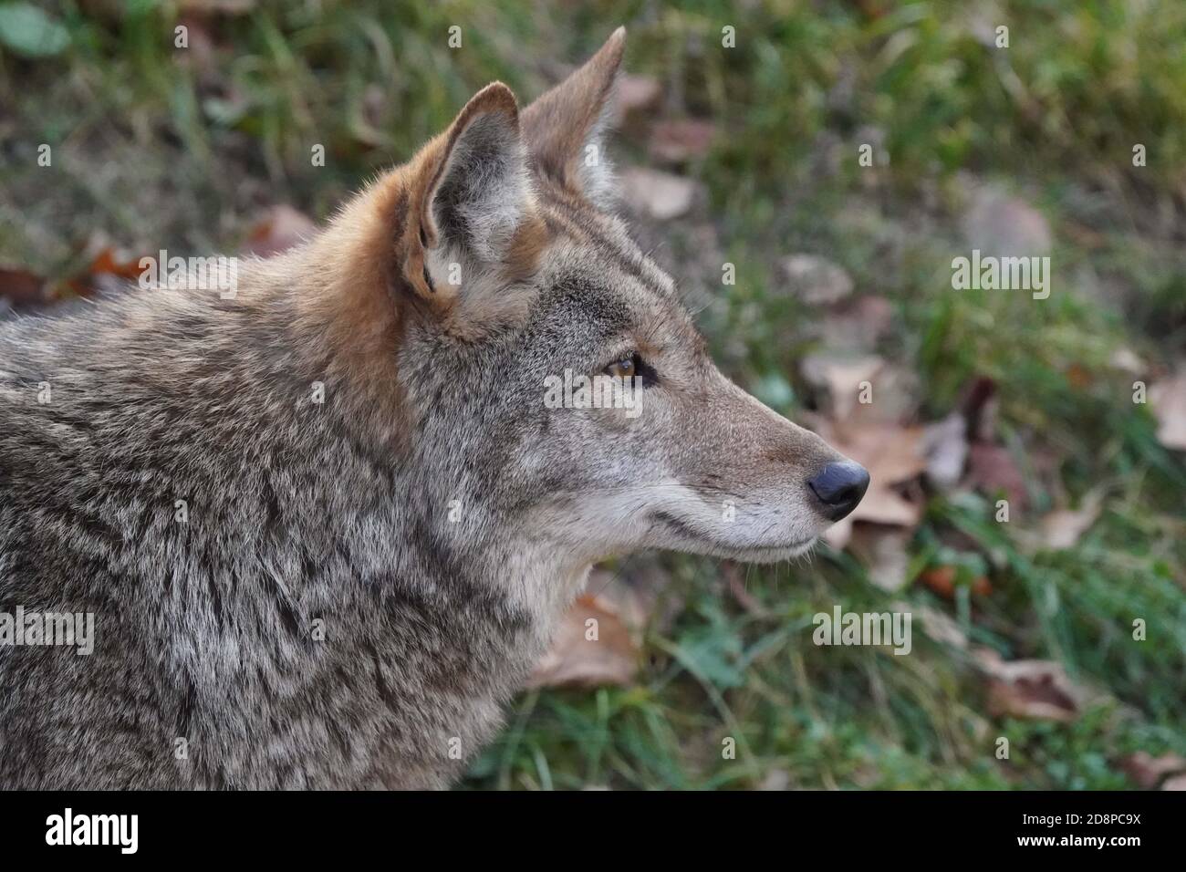 Coyotes in fall scenic Northern Quebec Stock Photo - Alamy