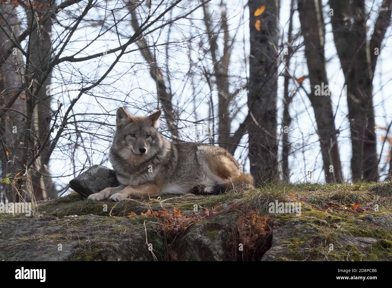 Coyotes in fall scenic Northern Quebec Stock Photo - Alamy