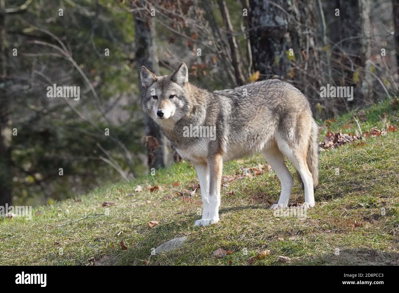 Coyotes in fall scenic Northern Quebec Stock Photo - Alamy