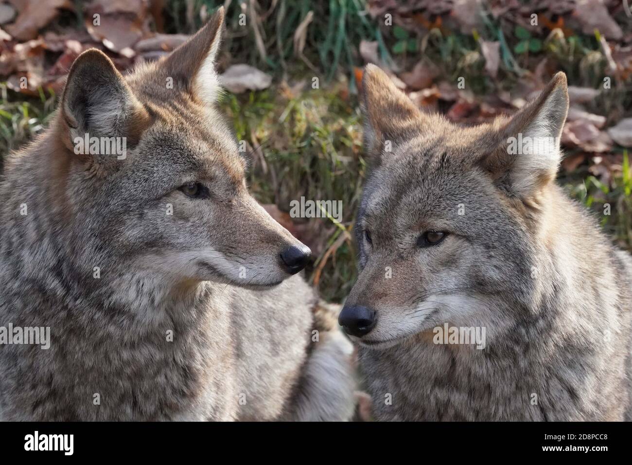 Coyotes in fall scenic Northern Quebec Stock Photo - Alamy