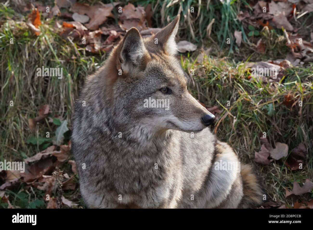 Coyote coat and legs hi-res stock photography and images - Alamy