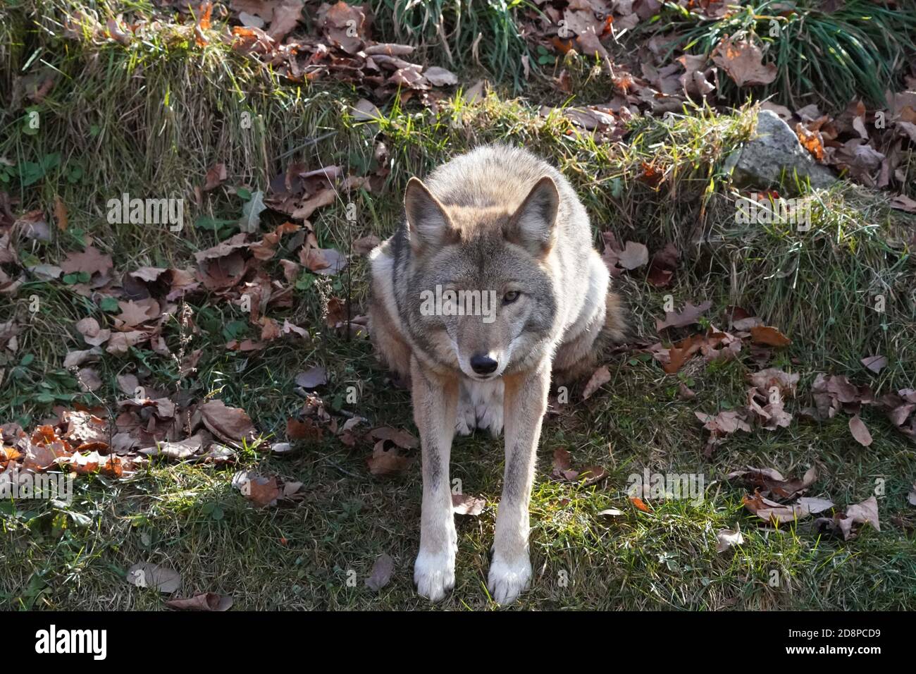 Coyotes in fall scenic Northern Quebec Stock Photo - Alamy