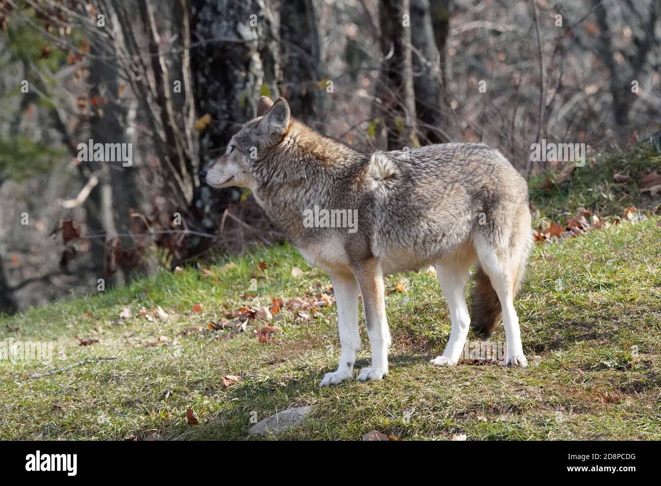 Coyotes in fall scenic Northern Quebec Stock Photo - Alamy