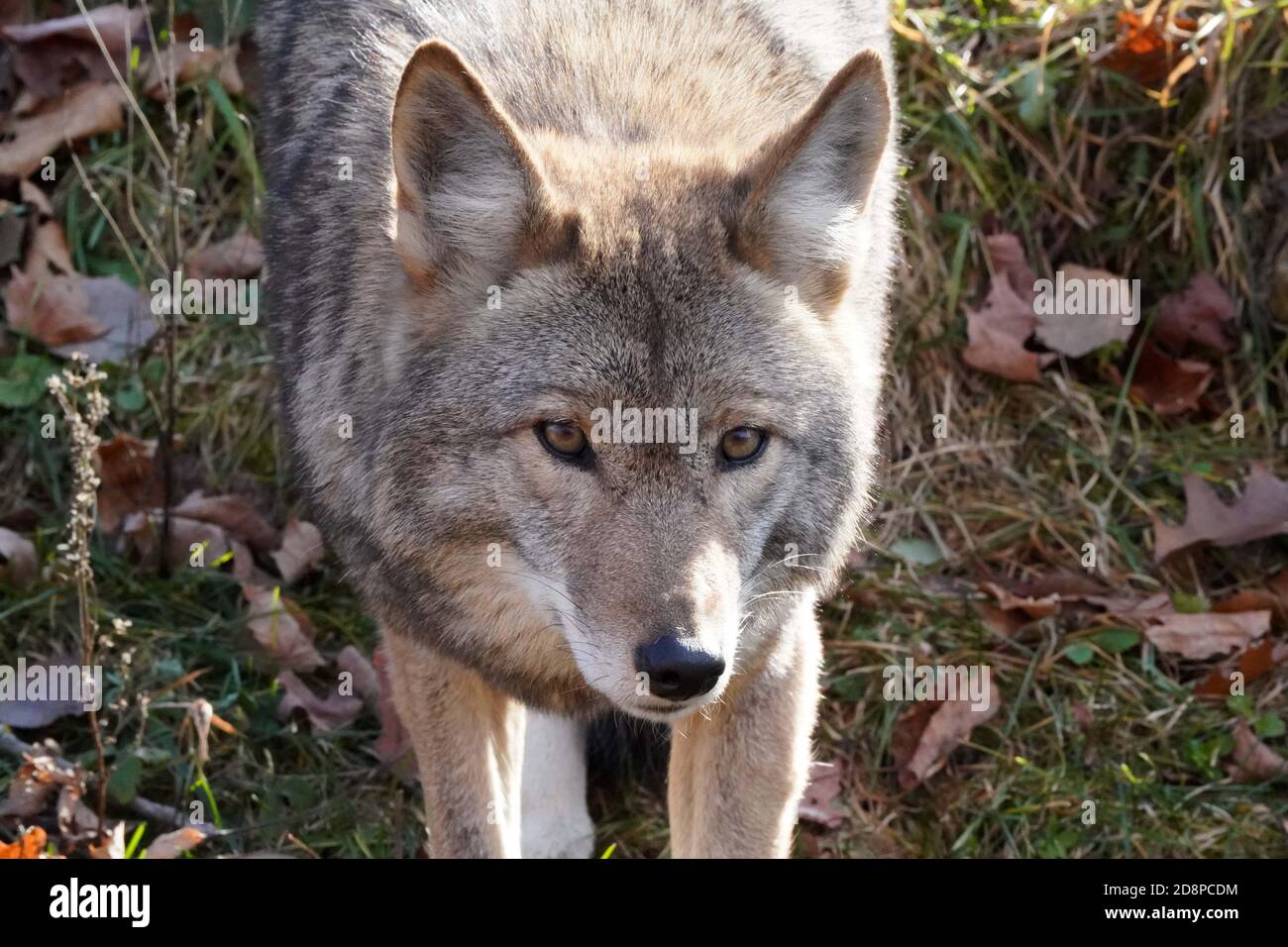 Coyotes in fall scenic Northern Quebec Stock Photo - Alamy