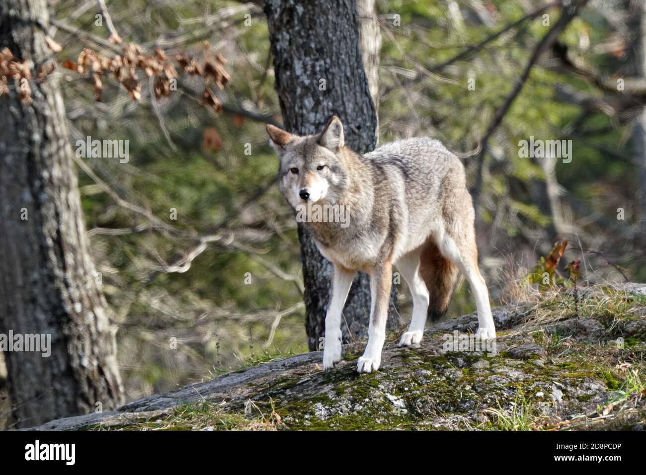 Coyotes in fall scenic Northern Quebec Stock Photo - Alamy