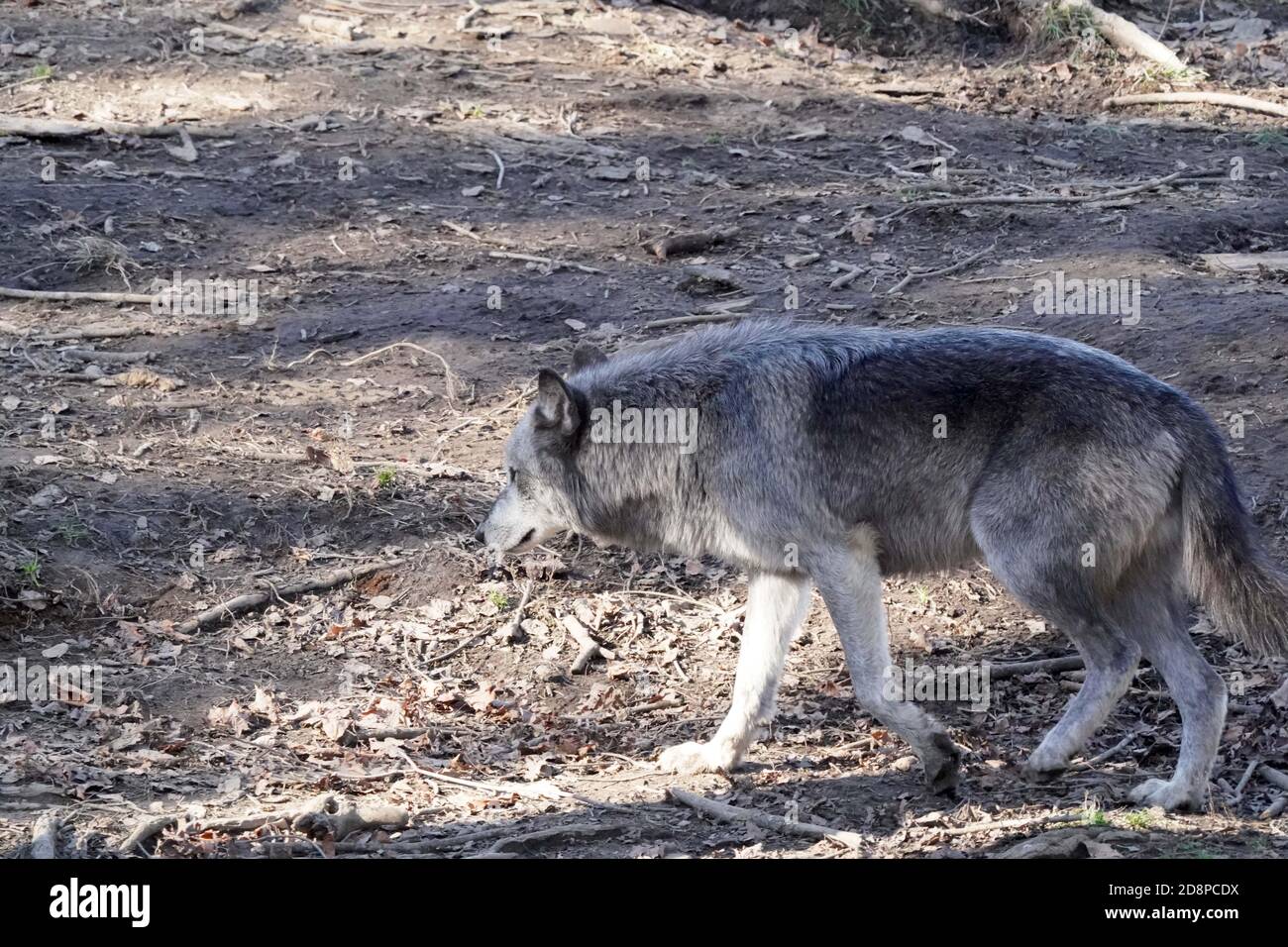 Timber Wolves in family group (pack Stock Photo - Alamy