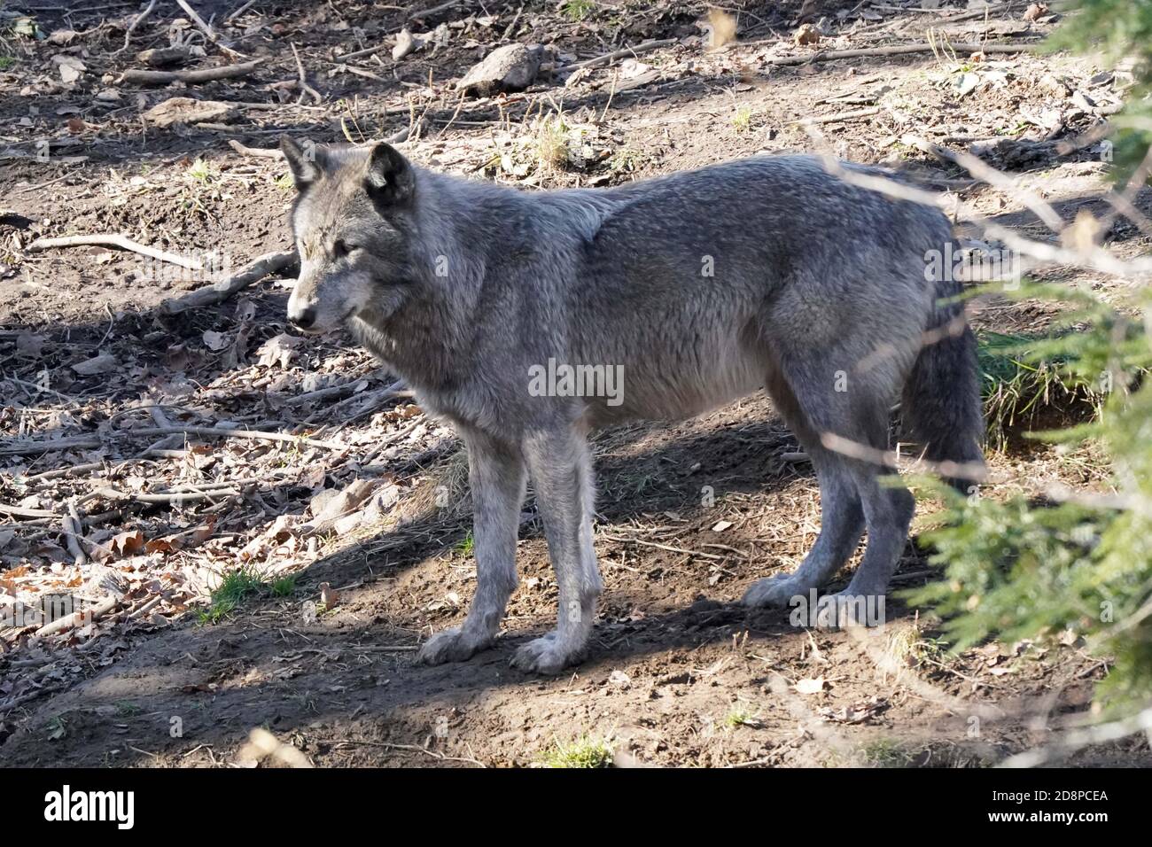 Coyotes in fall scenic Northern Quebec Stock Photo - Alamy