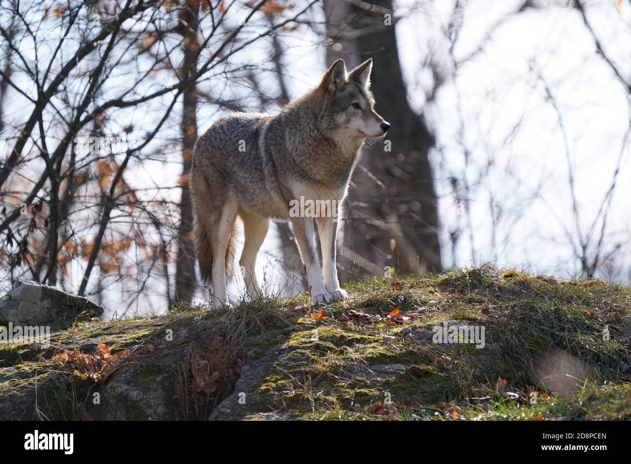 Coyotes in fall scenic Northern Quebec Stock Photo - Alamy
