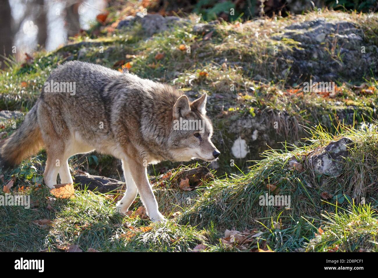 Coyotes in fall scenic Northern Quebec Stock Photo - Alamy