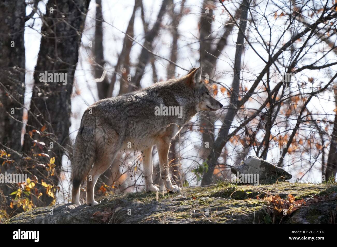 Coyotes in fall scenic Northern Quebec Stock Photo - Alamy