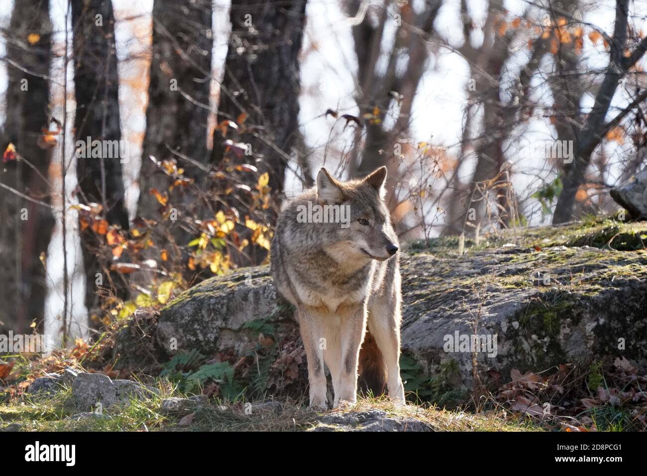 Coyotes in fall scenic Northern Quebec Stock Photo - Alamy