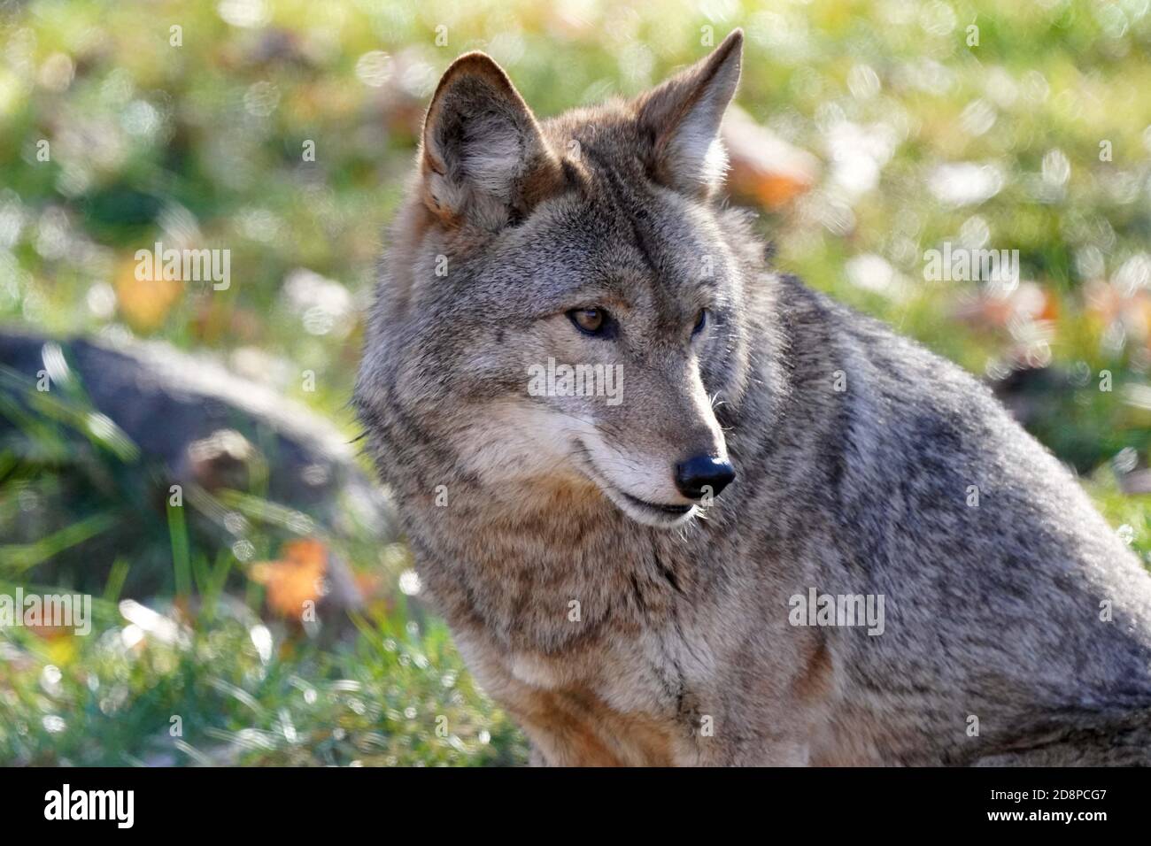 Coyotes in fall scenic Northern Quebec Stock Photo - Alamy