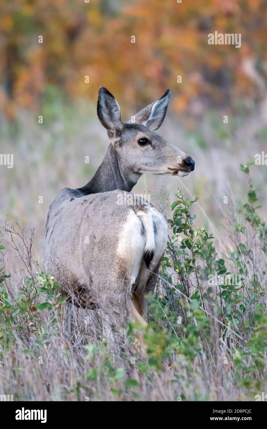 Mule deer doe (Odocoileus hemionus), Theodore Roosevelt NP, Autumn ...