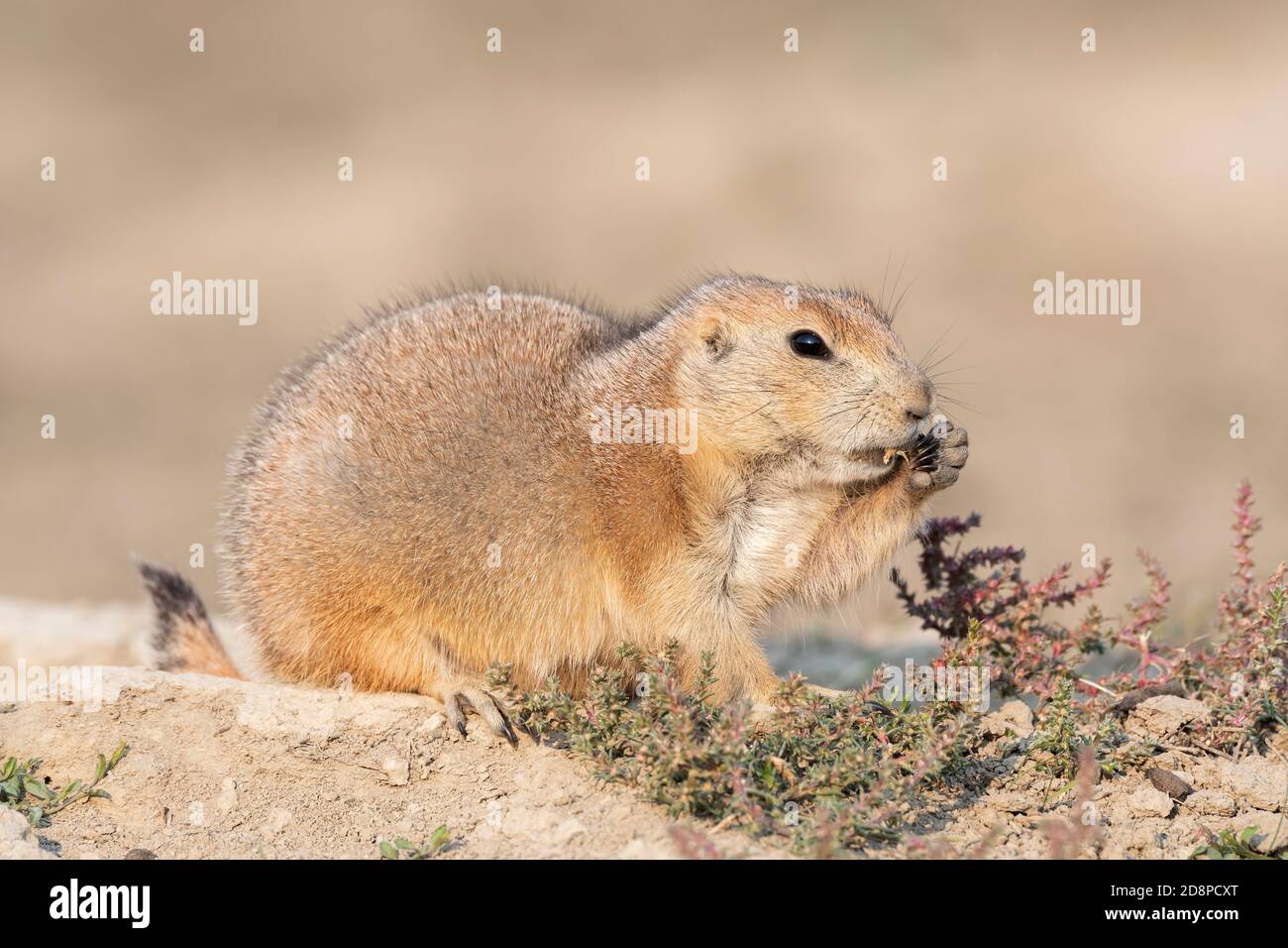 Russian thistle hi-res stock photography and images - Alamy