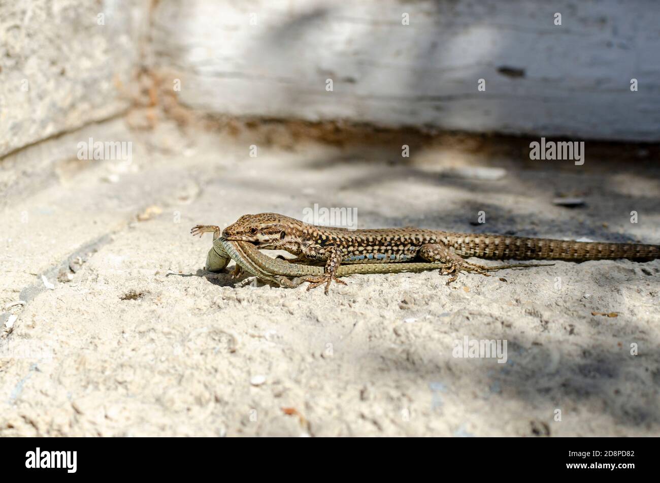 small lizard eating another lizard Stock Photo - Alamy