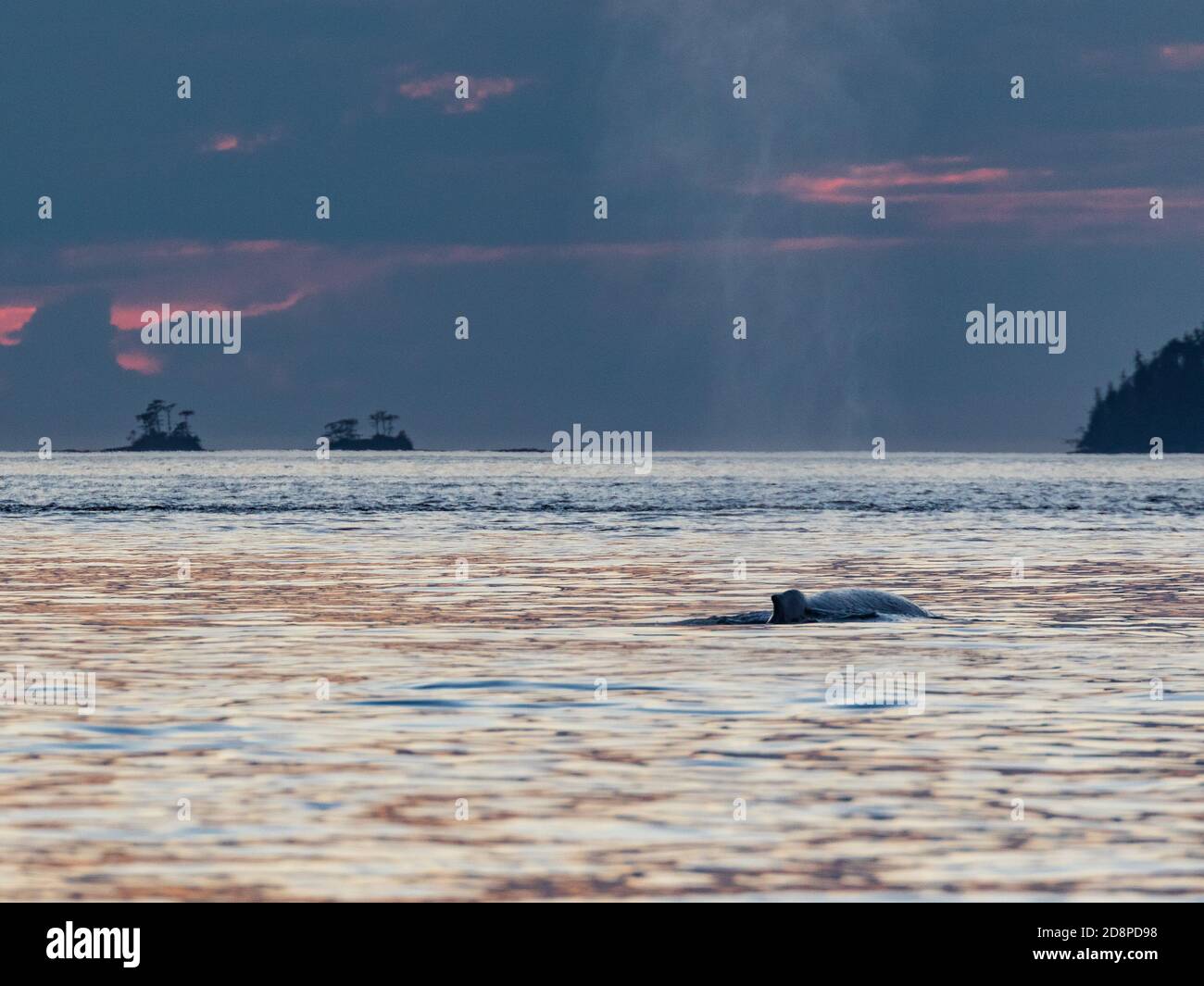 Whale vancouver sunset hi-res stock photography and images - Alamy