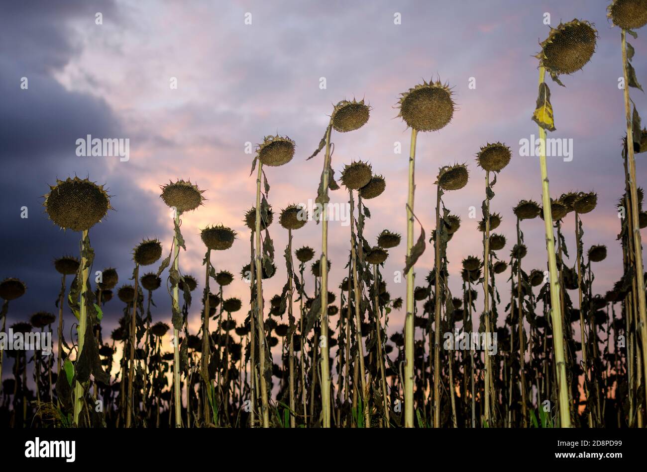Dead sunflower field hi-res stock photography and images - Alamy