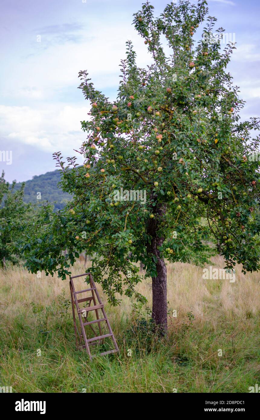 a ladder next to an apple tree in alarge garden Stock Photo - Alamy