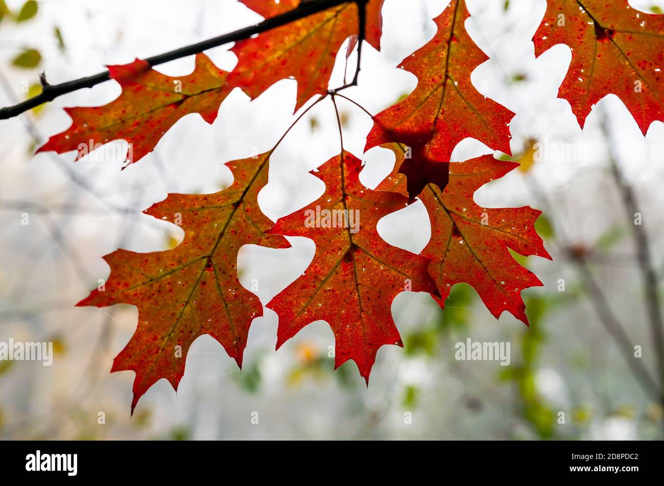 A cluster of northern red oak leaves turning red in the fall on a foggy ...