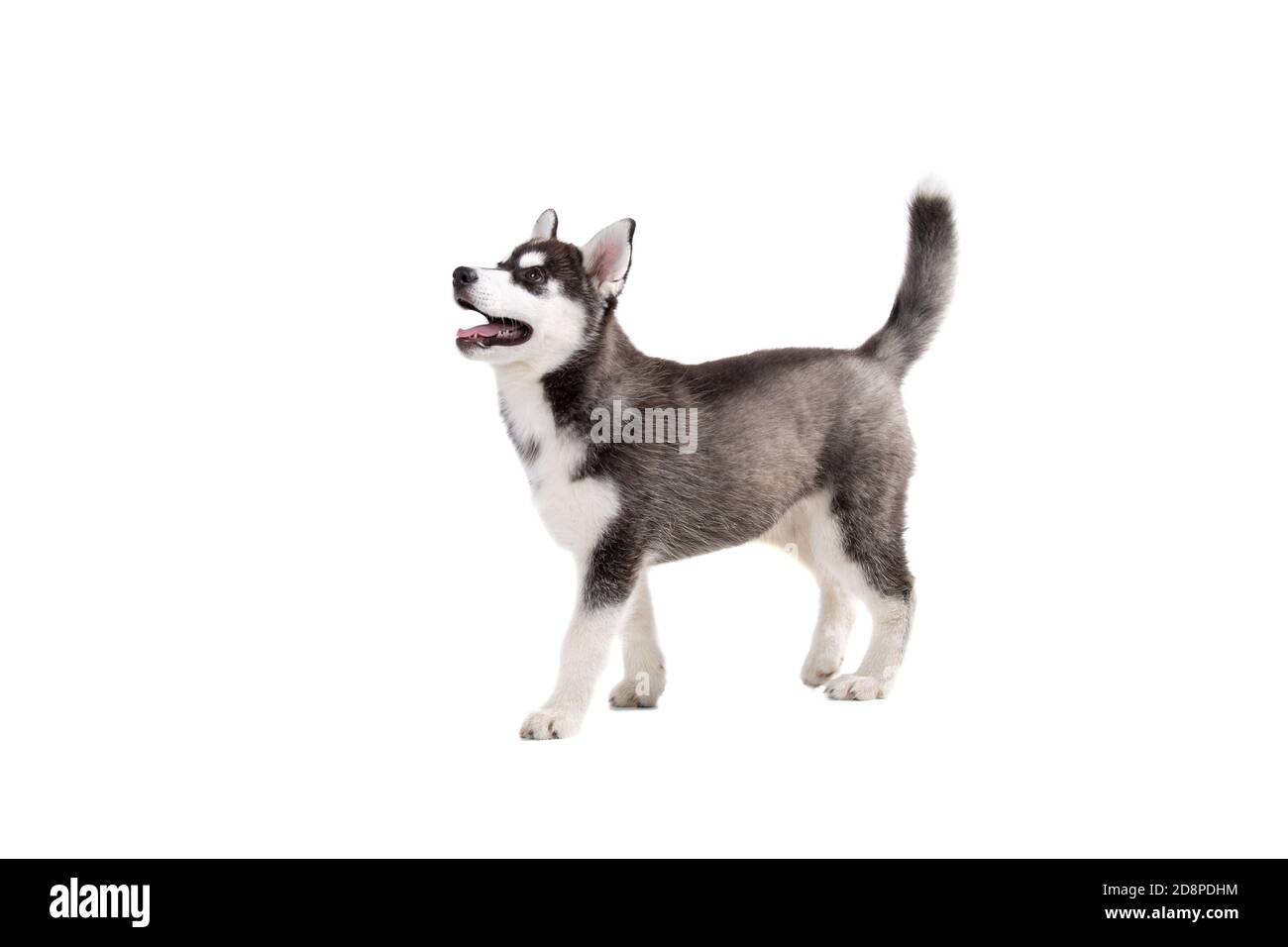 What Shots Does A 4 Month Old Puppy Need