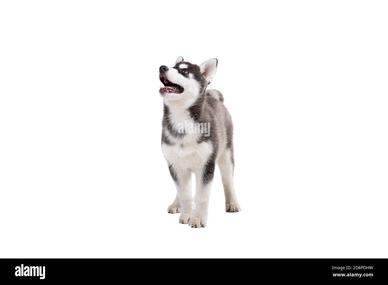 Funny black-white wool puppy purebred husky female puppy on white ...