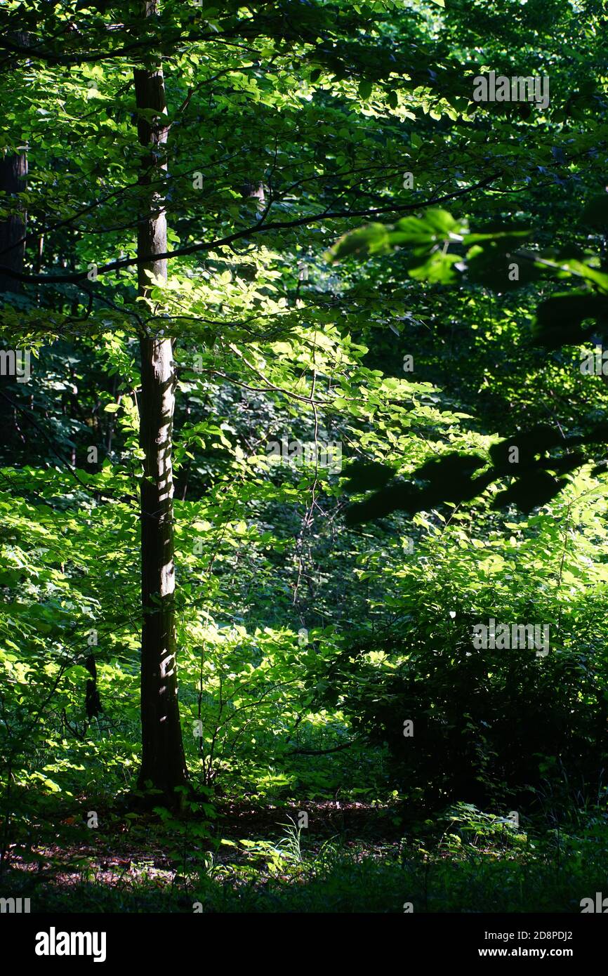 Vertical shot of trees in the forest Stock Photo - Alamy