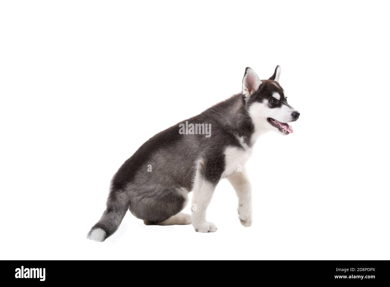 Pure Black Siberian Husky Puppy