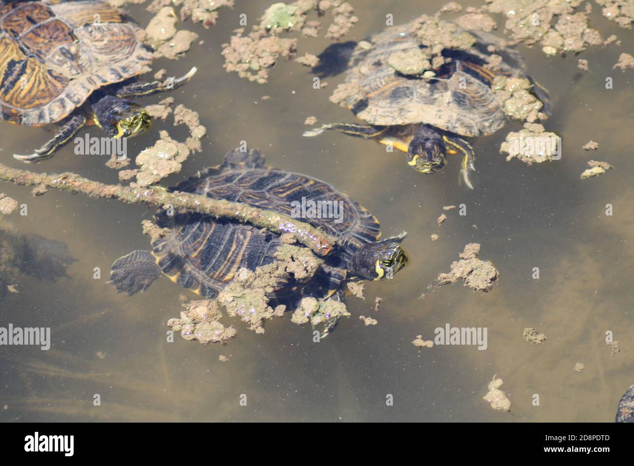 Turtles swimming in the water Stock Photo - Alamy