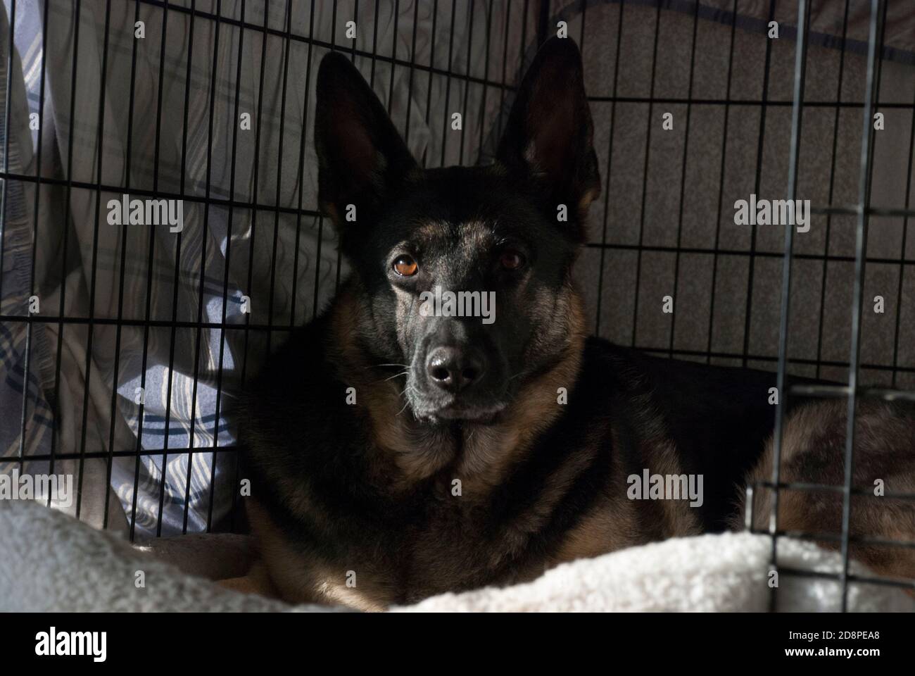 German Shepherd Staring Into Your Soul Stock Photo - Alamy