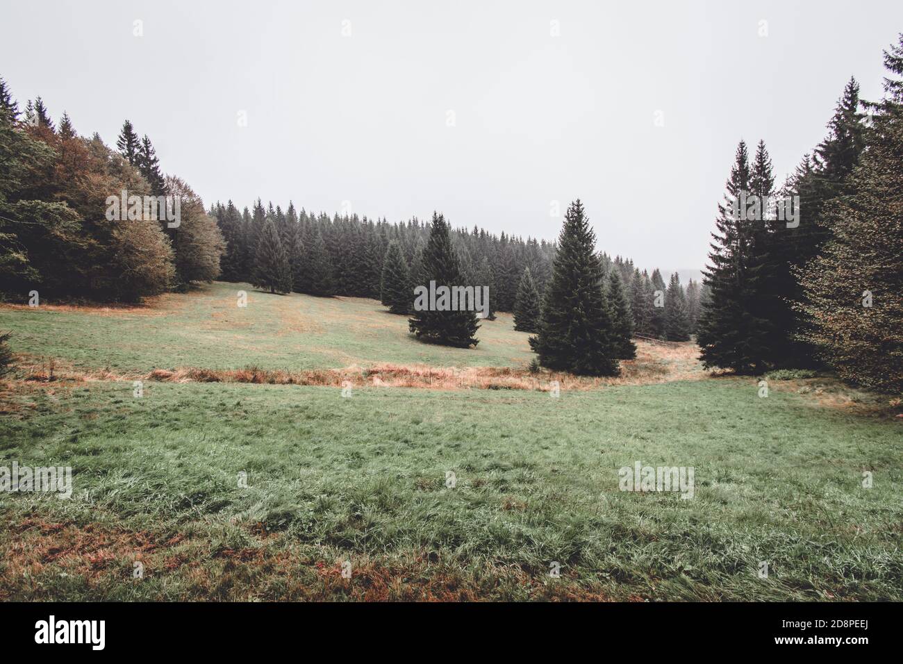 Landscape of pine trees in Thuringian forest Stock Photo - Alamy